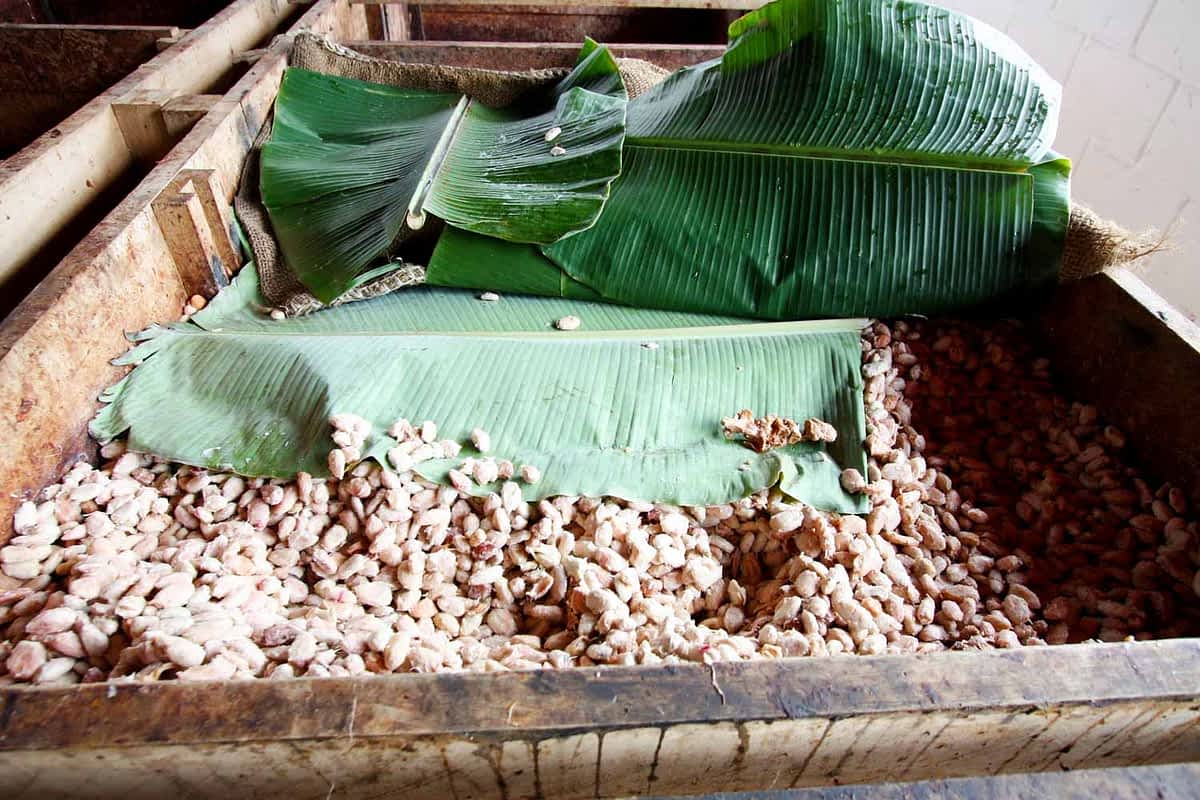 Farm to Bar | Chocolate Phayanak