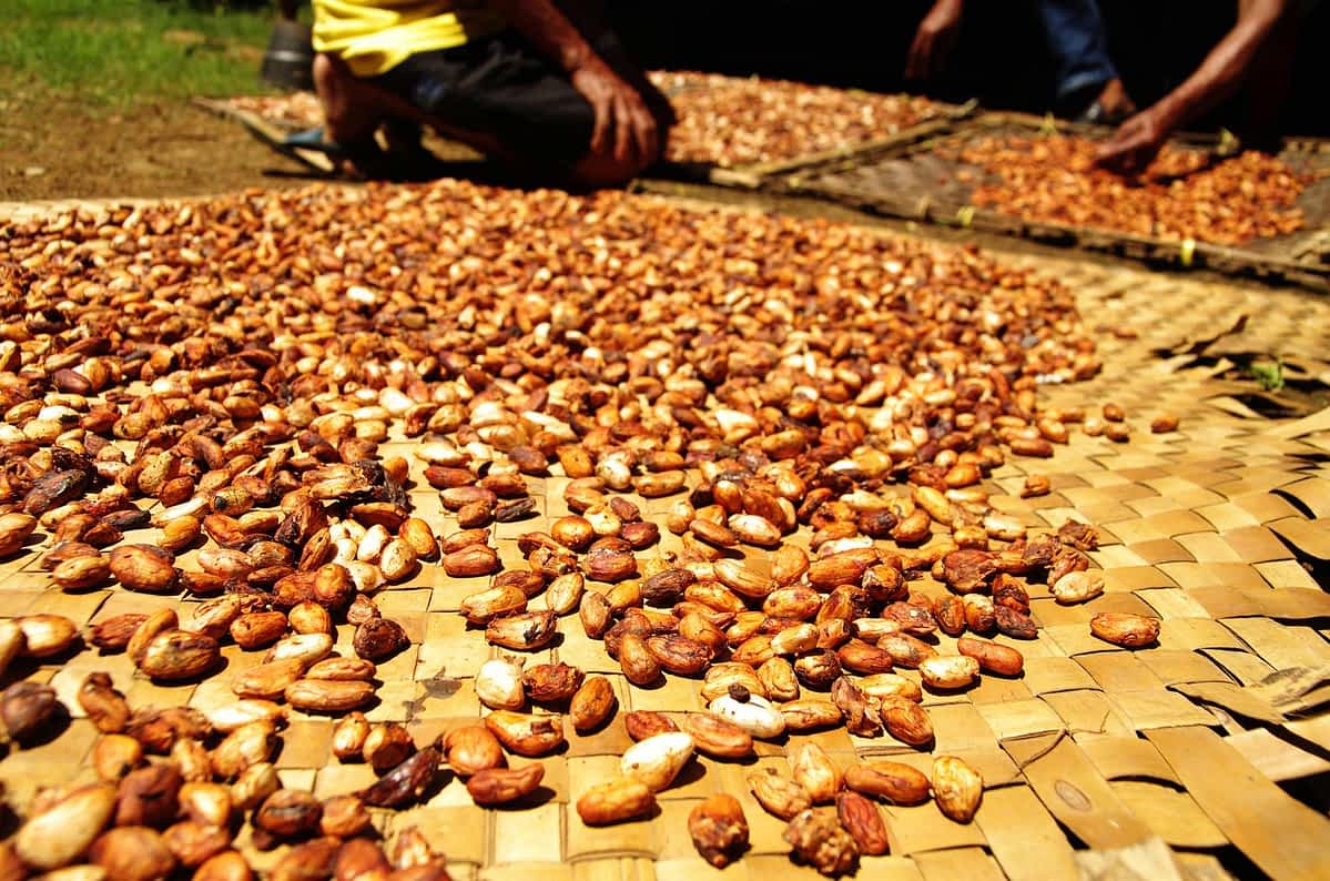 Farm to Bar | Chocolate Phayanak