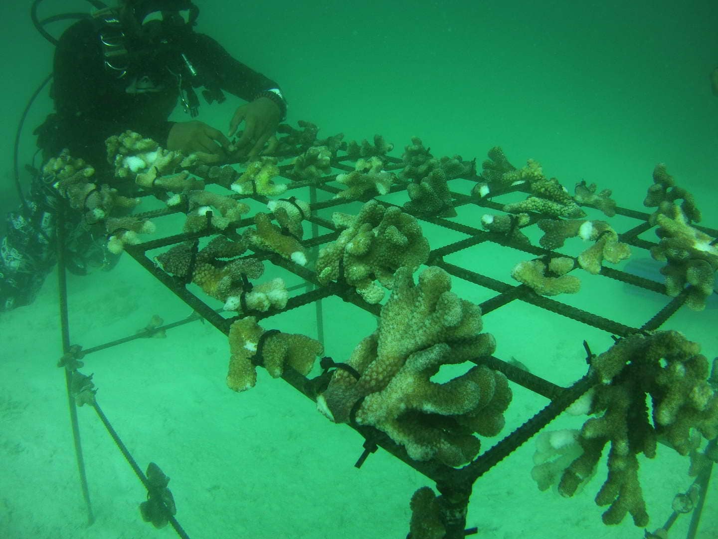 Coral planting in the Maldives
