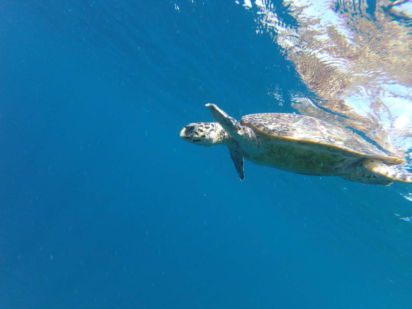 Turtles survey in the Maldives