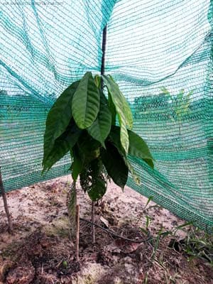 Sapling cocoa trees in Udon Thani, Thailand. | Chocolate Phayanak