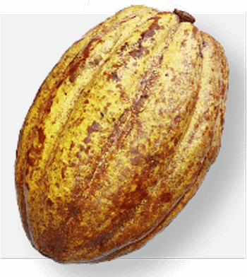 What are the different varieties of cacao? | Chocolate Phayanak