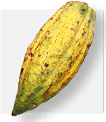 What are the different varieties of cacao? | Chocolate Phayanak