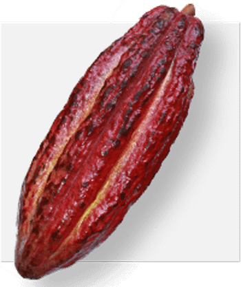 What are the different varieties of cacao? | Chocolate Phayanak