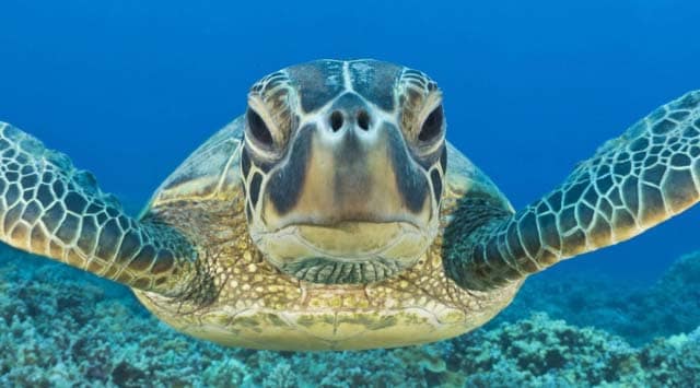 Turtles survey in the Maldives