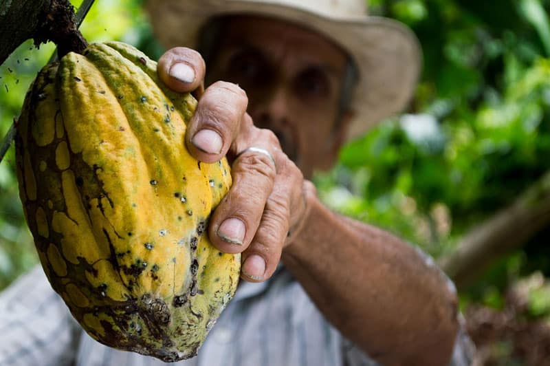 Cocoa Production | Where is cocoa grown around the world?