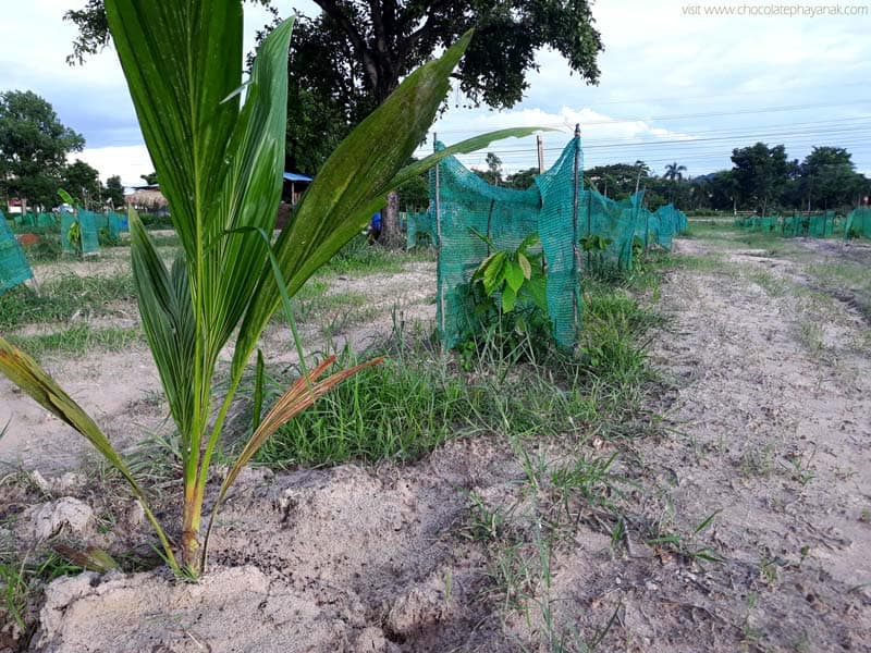 Sapling cocoa trees in Udon Thani, Thailand. | Chocolate Phayanak