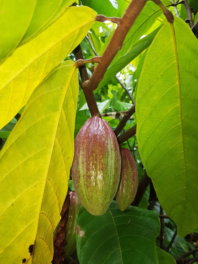 Blog | Chocolate Phayanak