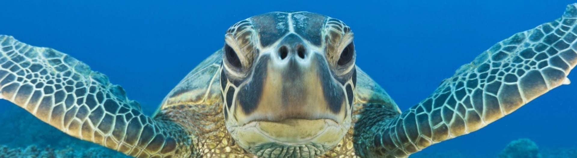 turtles in the maldives | Sea Explorer Maldives