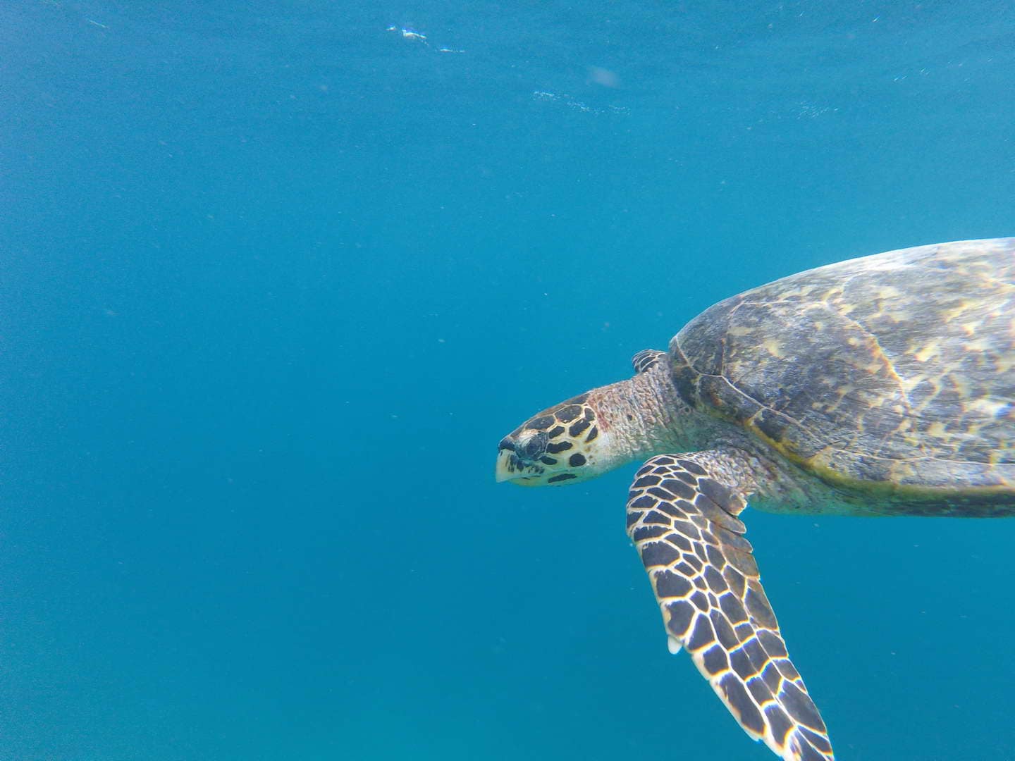 Turtles survey in the Maldives